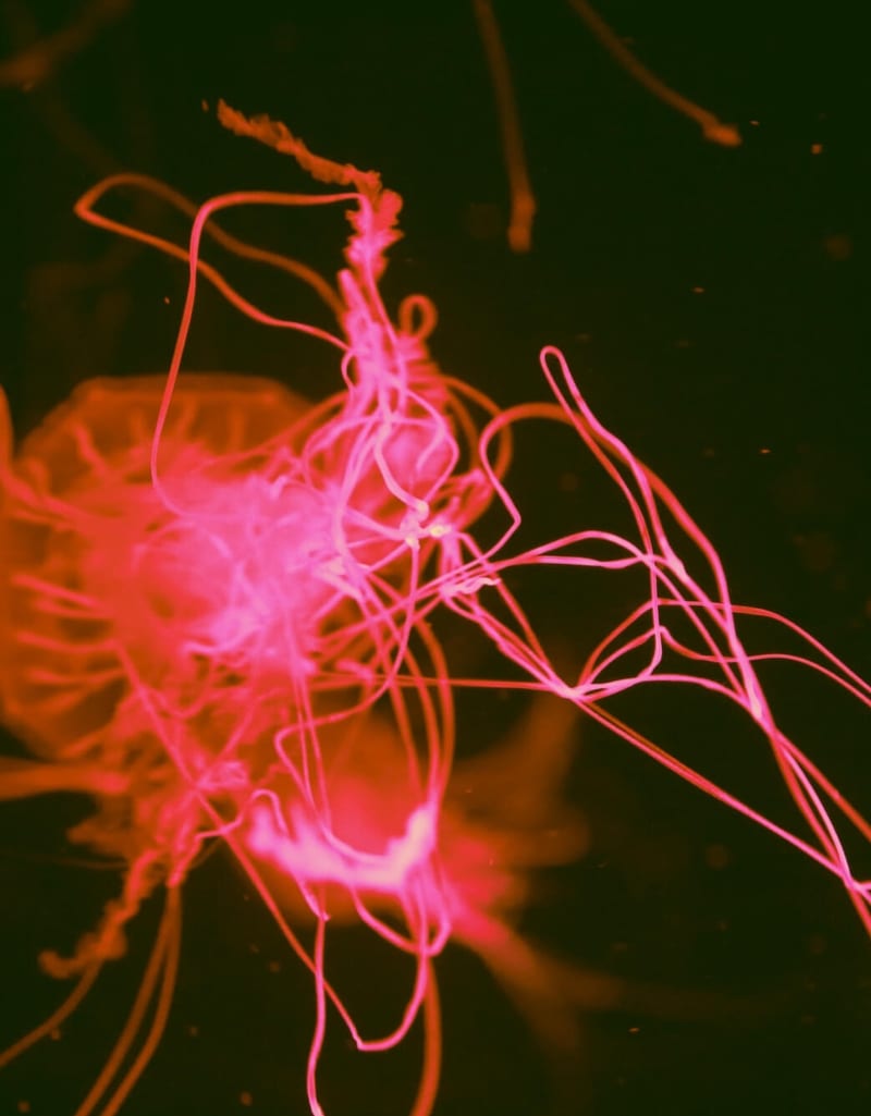 Limbic®Chair - Limbic®Life